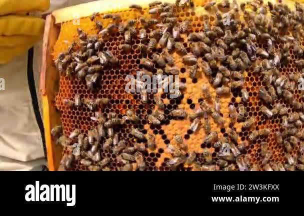 Honeycomb with bees. The bees pack honey comb with bee bread Stock ...