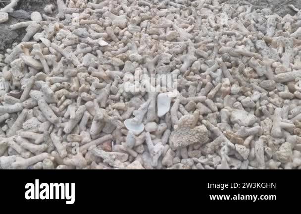 Seashell skeleton Stock Videos & Footage - HD and 4K Video Clips - Alamy