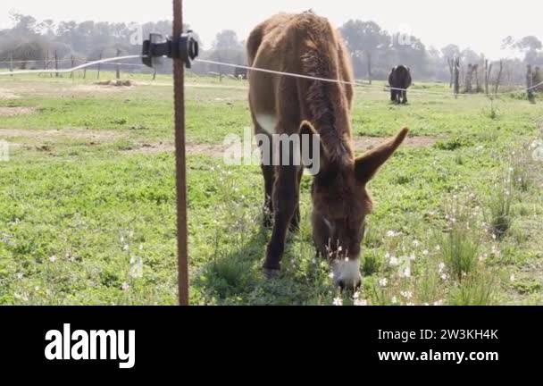 Portrait donkey balearic mallorca Stock Videos & Footage - HD and 4K ...