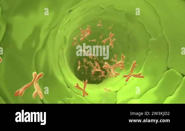 Bloodstream biology Stock Videos & Footage - HD and 4K Video Clips - Alamy