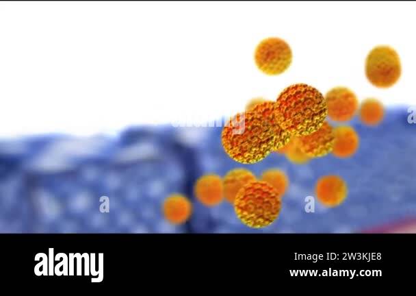 Human papillomavirus, a virus which causes warts, some strains infect ...