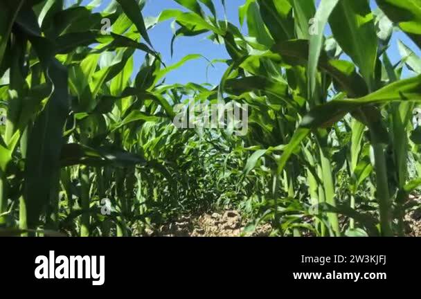 ground level dolly shot backward in a cultivated corn field with upward ...