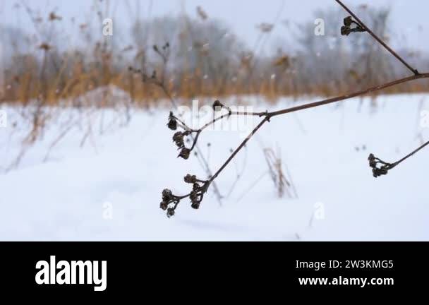 A beautiful winter background with snowflakes and a winter blizzard ...