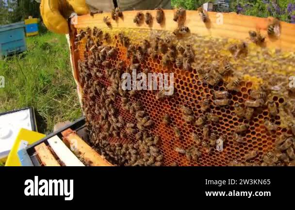 Honeycomb with bees. The bees pack honey comb with bee bread Stock ...