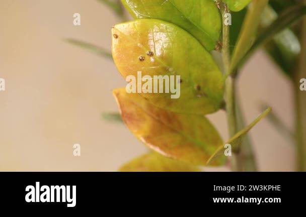 Indoor Diaspididae insects on leaf vessel. Armored scale insects at ...