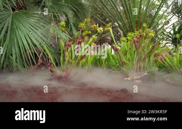 Nepenthes carnivorous plants catch insects in tropical forests Stock ...