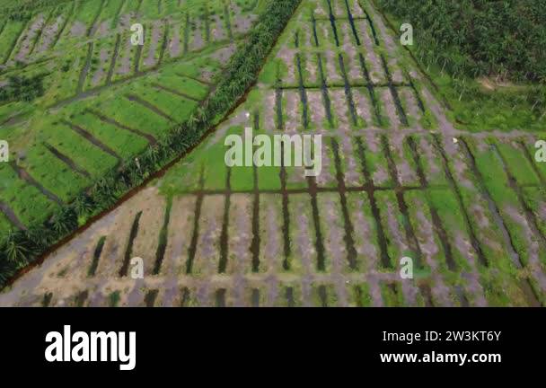 Plantation young trees in Stock Videos & Footage - HD and 4K Video ...