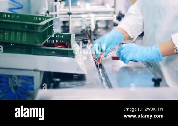 Factory worker is sorting candy bars and putting them into conveyor ...