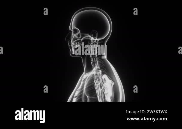 3d Animation of human body and skeleton, X-ray Stock Video Footage - Alamy