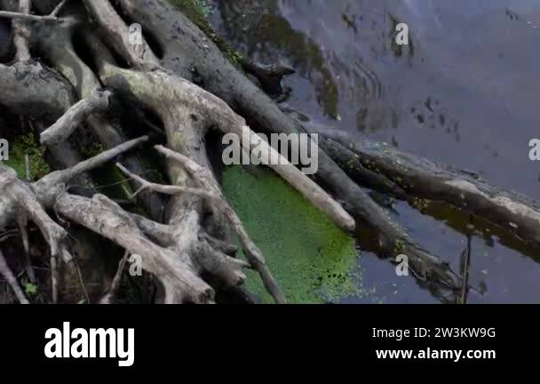Tree roots algae Stock Videos & Footage - HD and 4K Video Clips - Alamy