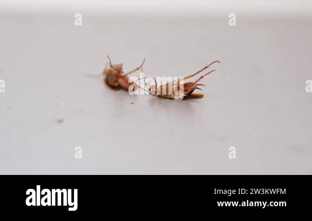 Insects die Stock Videos & Footage - HD and 4K Video Clips - Alamy