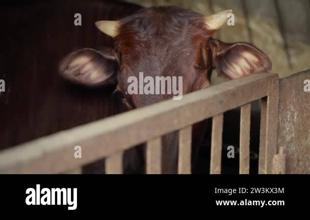 Cow in stall Stock Videos & Footage - HD and 4K Video Clips - Alamy