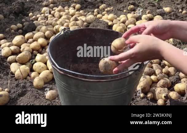 The woman's hands sort a good choice large freshly dug potatoes in her ...