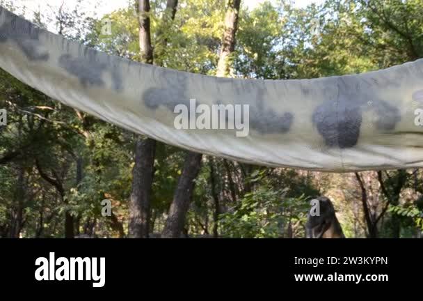 Diplodocus dinosaurs Stock Videos & Footage - HD and 4K Video Clips - Alamy