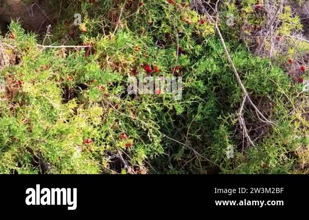 Plant in coastal cliffs. Coast of the Caspian Sea. Malacocarpus ...