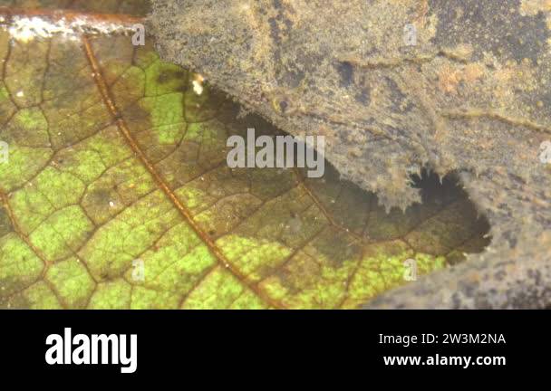 close up video of Suriname Toad frog skin, Pipa pipa in water ...