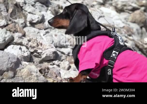 Brave climber dachshund dog with safety rope goes down the cliff ...