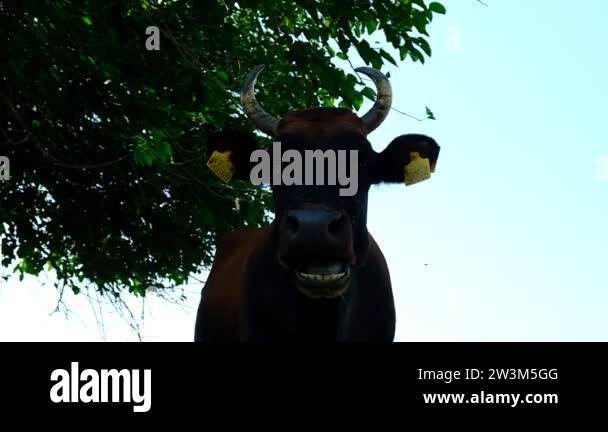 Portrait of a cow in the pasture. Animal head close up. Flies sit on ...