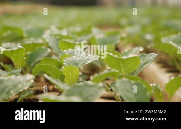 Sprouted young cabbage seedlings in a greenhouse. Farm theme. Seedlings ...