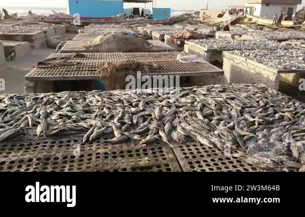 Senegal dried fish Stock Videos & Footage - HD and 4K Video Clips - Alamy