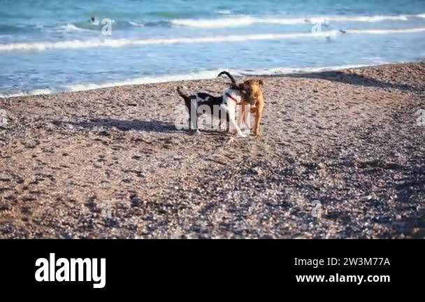 Two dogs splash on beach Stock Videos & Footage - HD and 4K Video Clips ...