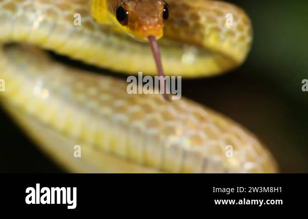 video of snake showing tongue, Olive whipsnake, Chironius fuscus Stock ...