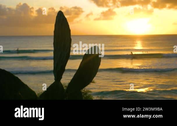 Wave cactus Stock Videos & Footage - HD and 4K Video Clips - Alamy