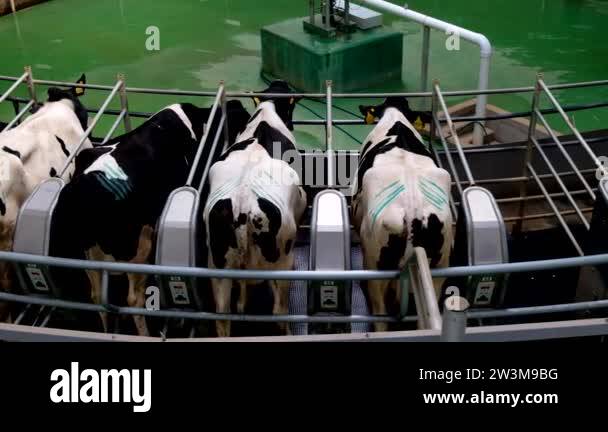Milking cows by automatic industrial milking rotary system in modern ...