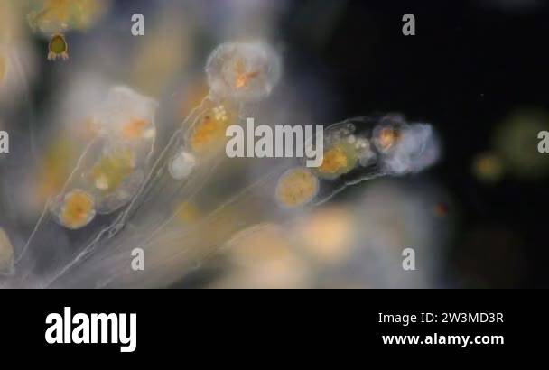 The rotifers commonly called wheel animals or wheel animalcules, make ...