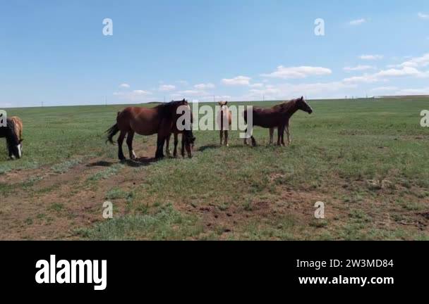 Animals in the steppe Stock Videos & Footage - HD and 4K Video Clips ...
