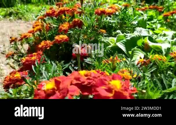 Orange and red marigolds grow in a flower bed. Camera movement over ...
