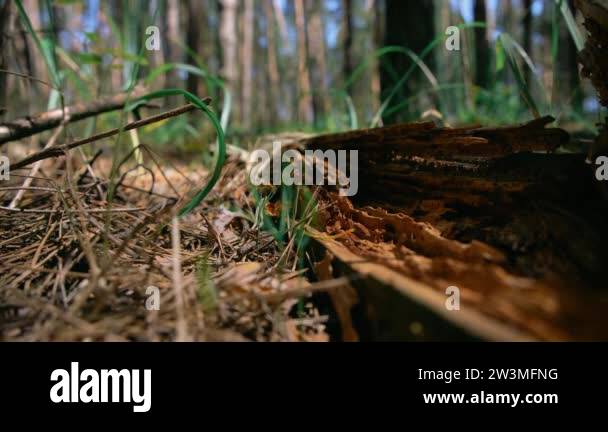 Rotten structure Stock Videos & Footage - HD and 4K Video Clips - Alamy
