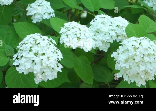 Tree hydrangea arborescens annabelle Stock Videos & Footage - HD and 4K ...