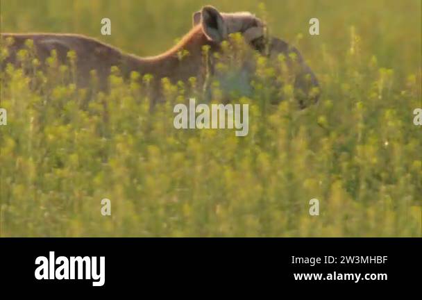 Saiga (female), margach or saiga (male) lat. Saiga tatarica). Oldest ...