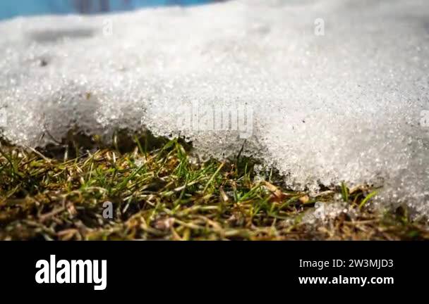 Snow melts. Macro shot. Drops of water flow down ice crystals. Last ...