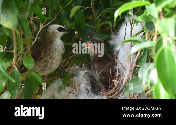 10 day old new born of baby birds in a nest of yellow-vented bulbul ...