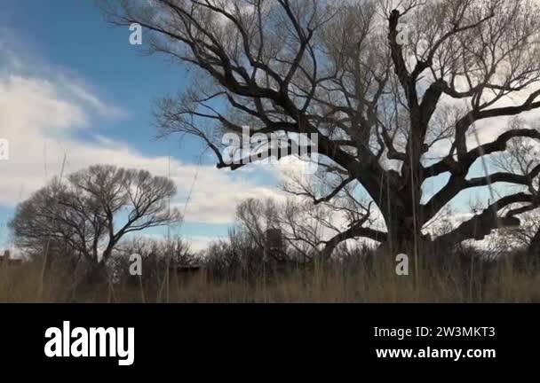 Arizona oak tree Stock Videos & Footage - HD and 4K Video Clips - Alamy