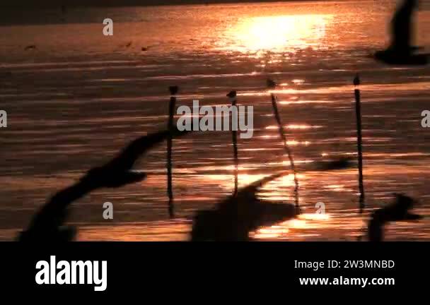 Golden poo Stock Videos & Footage - HD and 4K Video Clips - Alamy