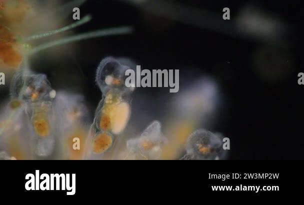 The rotifers commonly called wheel animals or wheel animalcules, make ...