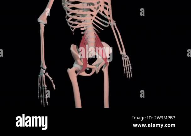 This 3d animation shows the psoas major muscles in full rotation loop ...