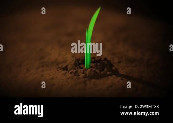 Plant animation Stock Videos & Footage - HD and 4K Video Clips - Alamy