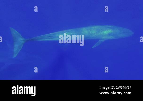 Blue whale slowly swims in blue water in the morning sunrays. Great ...
