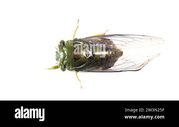 Beetle fly with wings on a white background, video Stock Video Footage ...