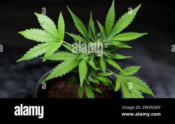 Indica marijuana plant close-up on smoking clouds black background ...