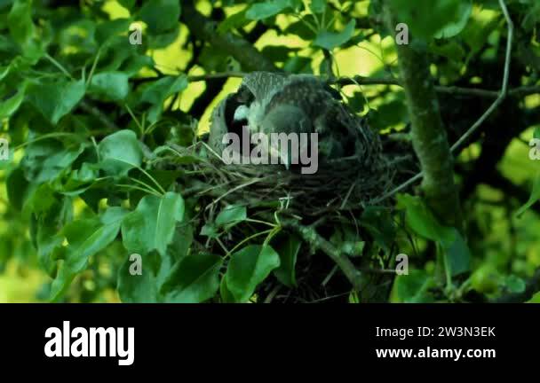 Secret birds Stock Videos & Footage - HD and 4K Video Clips - Alamy
