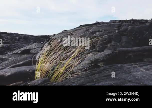 Lava rock plant Stock Videos & Footage - HD and 4K Video Clips - Alamy