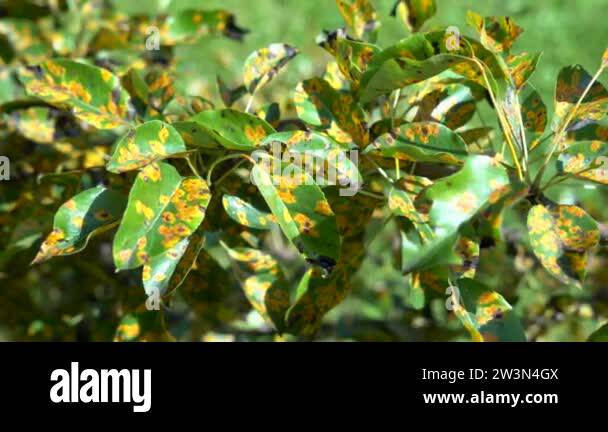 Fungal death Stock Videos & Footage - HD and 4K Video Clips - Alamy