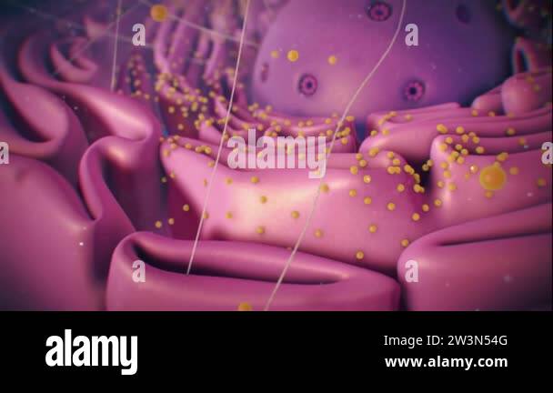 Endoplasmic reticulum diagram Stock Videos & Footage - HD and 4K Video ...