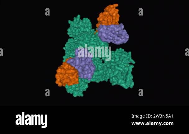 Structure of the SARS-CoV-2 spike glycoprotein homotrimer (green) in ...