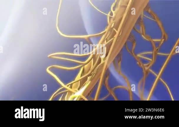 Central Organ of Human Nervous System Brain Anatomy Animation Concept ...